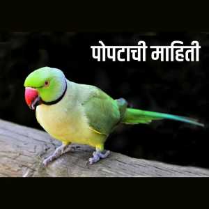 पोपटाची माहिती (Parrot information in marathi) | Read Article ...